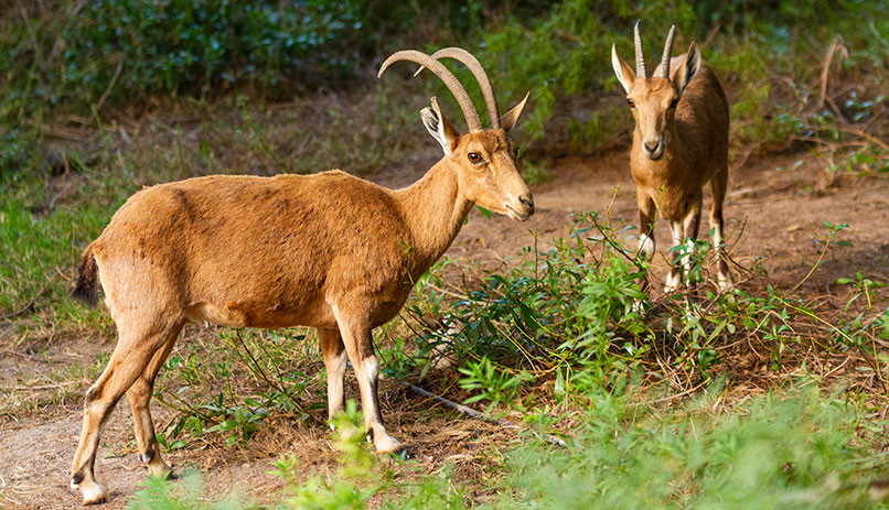 The Negev - Travel Israel's Wild South | El Al